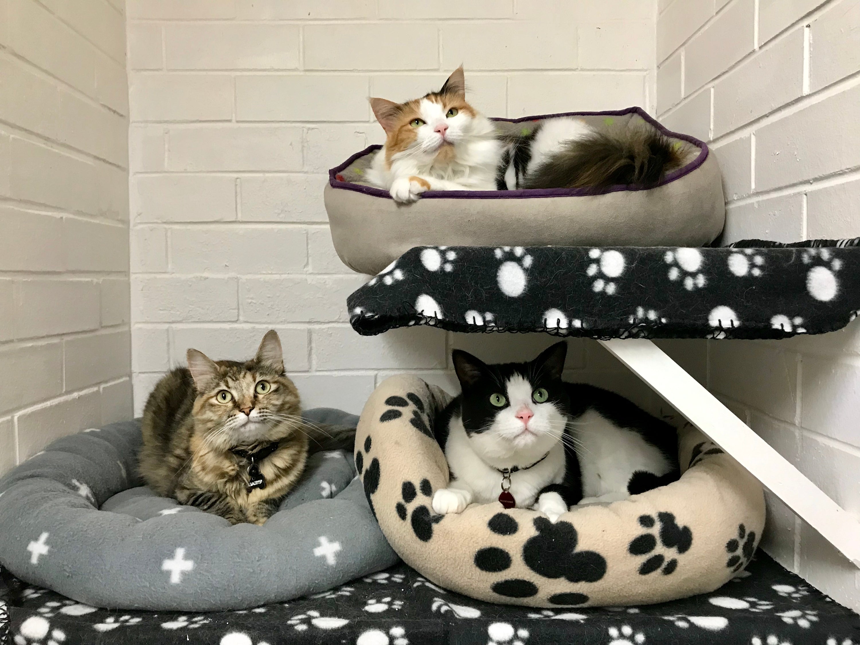 Boarding – Cat Haven