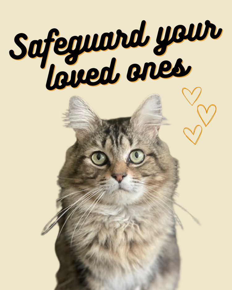 Cat Haven: Cat and kittens for sale - Adoption, Foster, Rescue a Cat