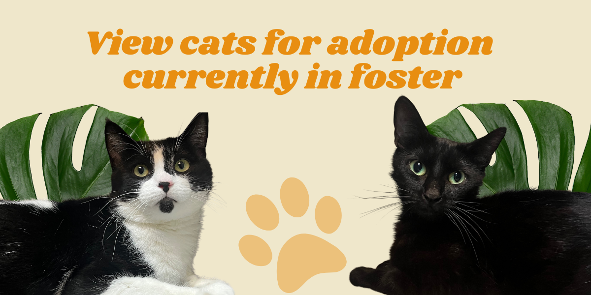 Cat Haven: Cat and kittens for sale - Adoption, Foster, Rescue a Cat ...