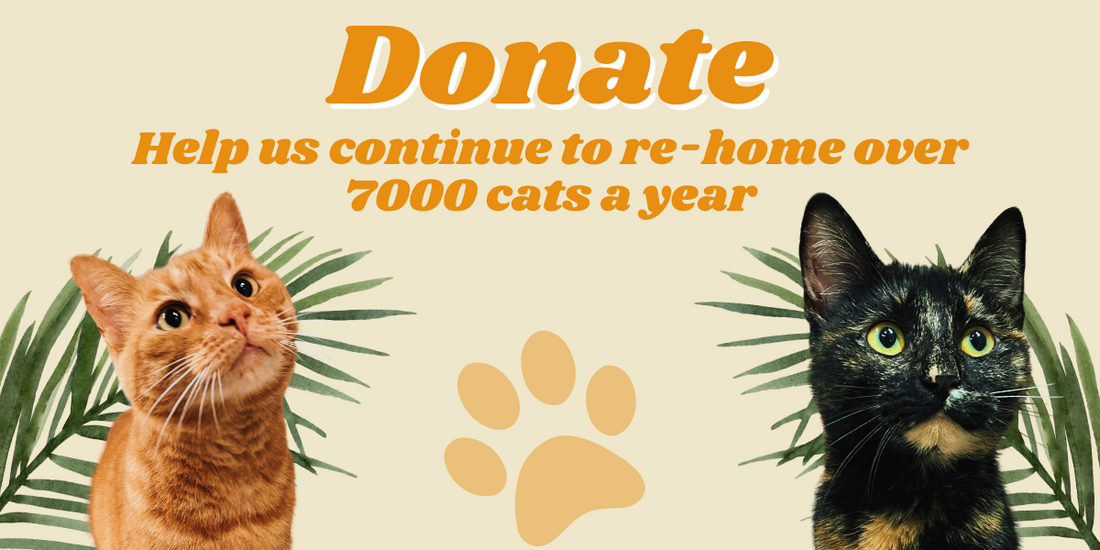 Cat Haven: Cat and kittens for sale - Adoption, Foster, Rescue a Cat ...