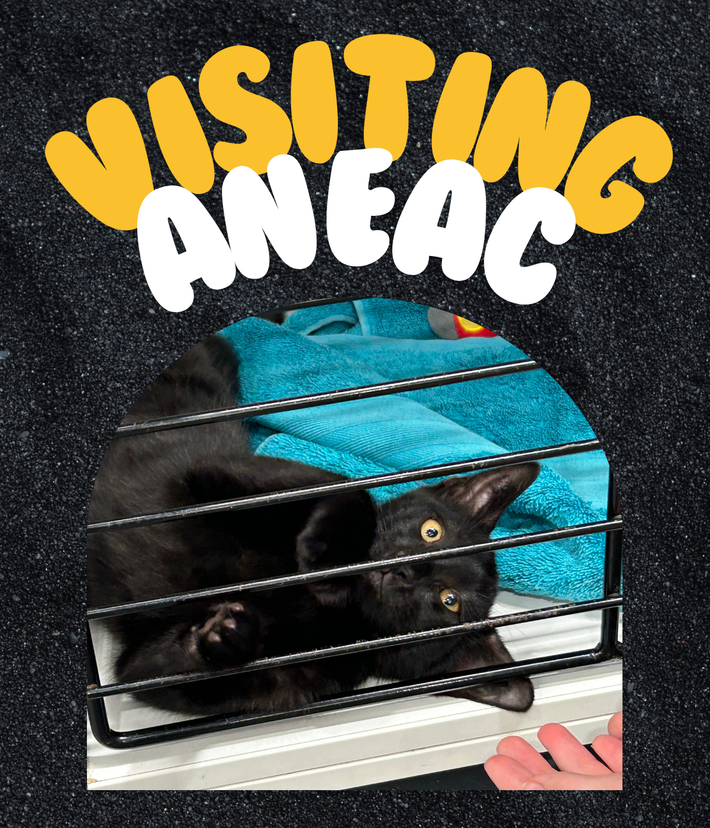 External Adoption Centres – Cat Haven