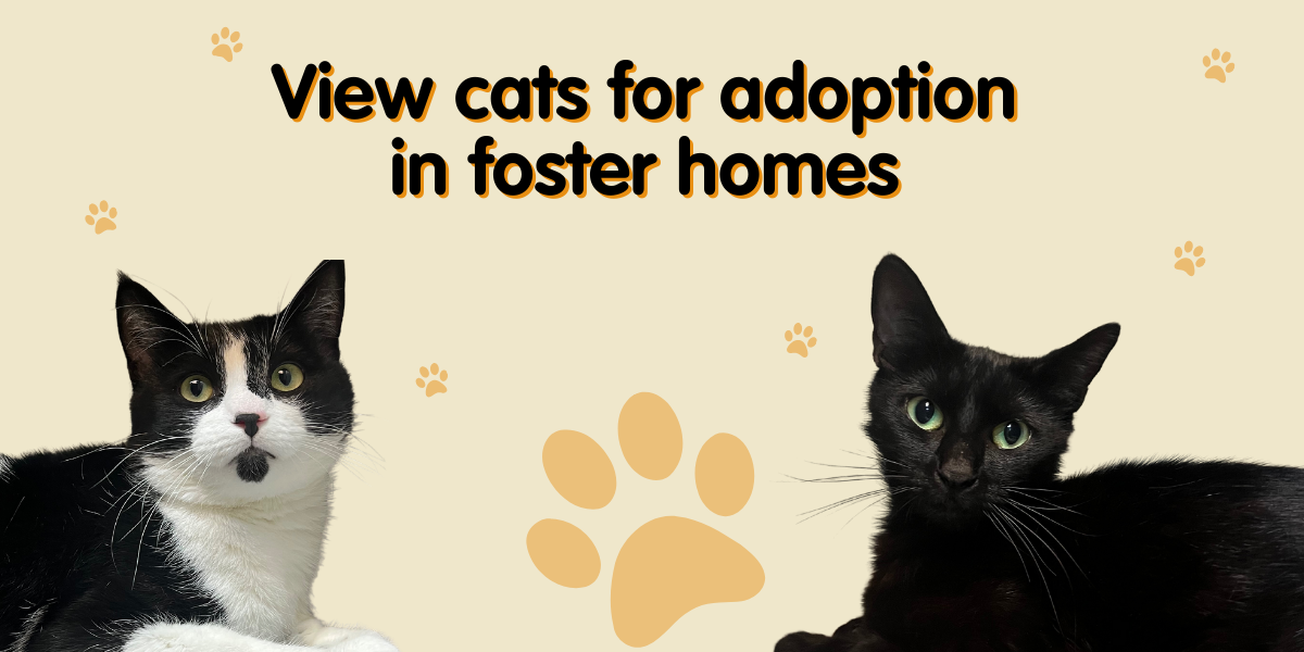Cat Haven: Cat and kittens for sale - Adoption, Foster, Rescue a Cat