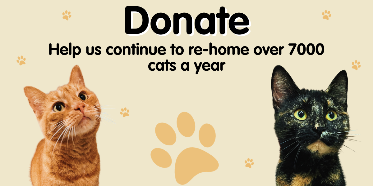 Cat Haven: Cat and kittens for sale - Adoption, Foster, Rescue a Cat