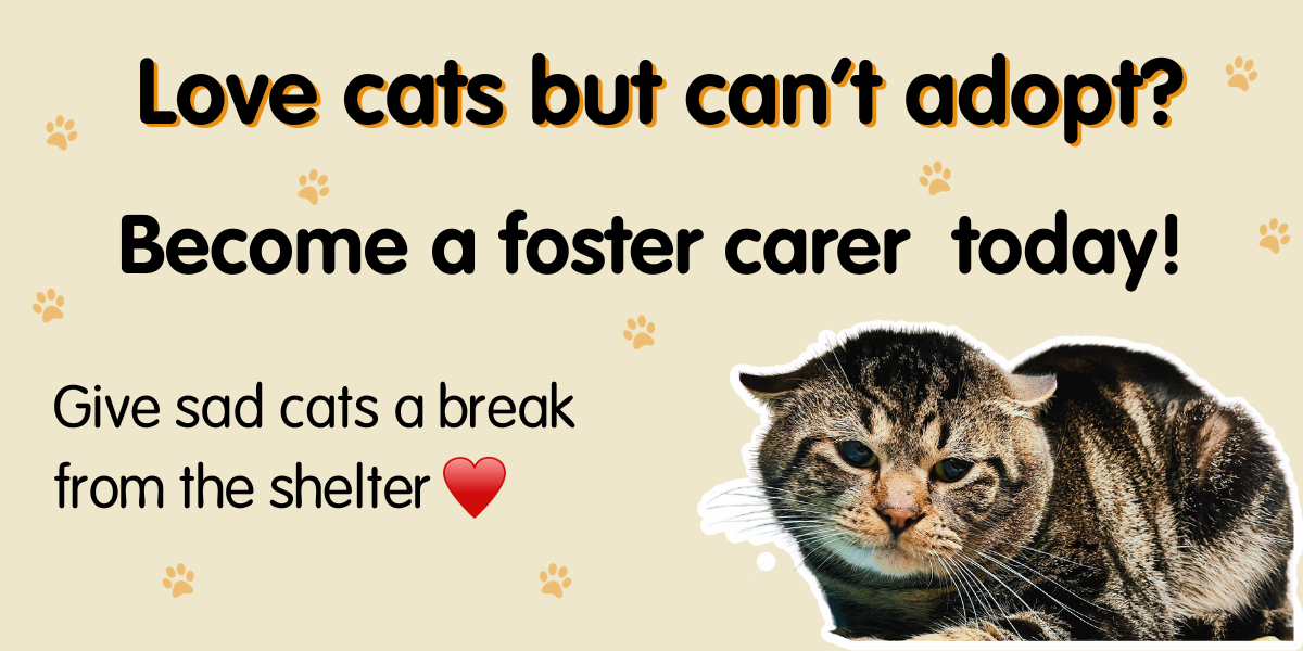 Cat Haven: Cat and kittens for sale - Adoption, Foster, Rescue a Cat