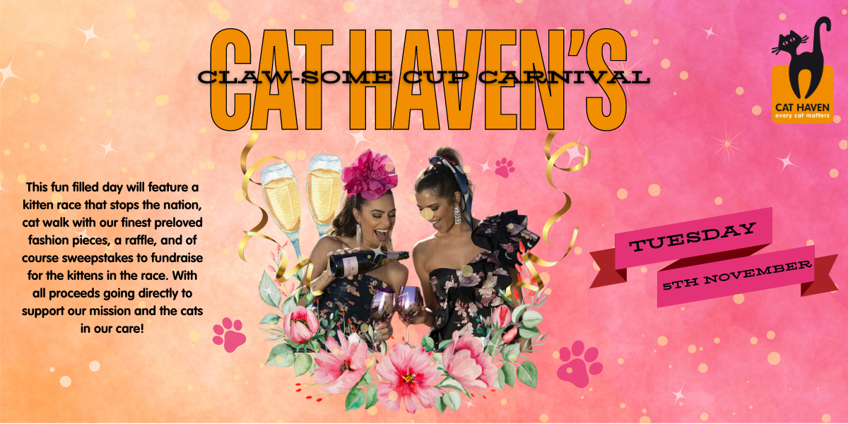 Cat Haven: Cat and kittens for sale - Adoption, Foster, Rescue a Cat