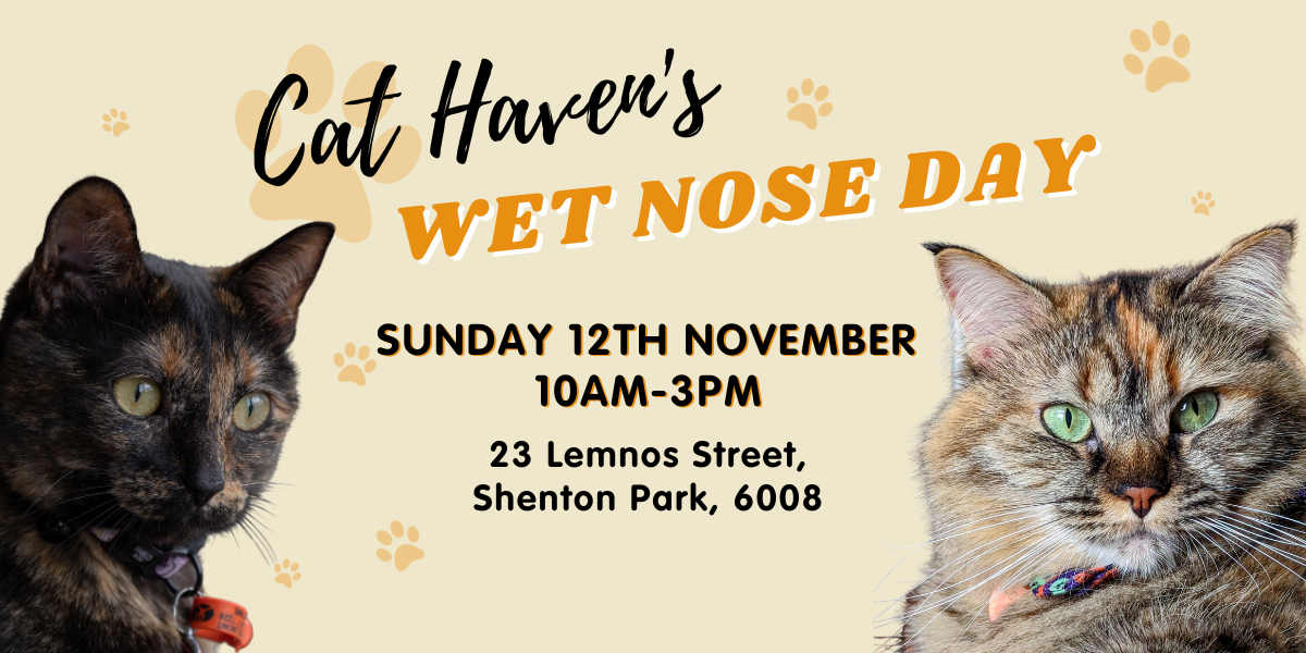 Cat Haven: Cat and kittens for sale - Adoption, Foster, Rescue a Cat ...