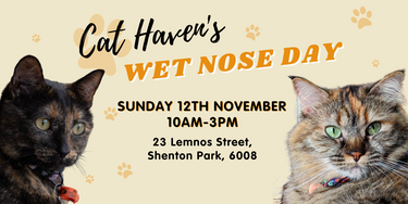 Cat Haven: Cat and kittens for sale - Adoption, Foster, Rescue a Cat ...